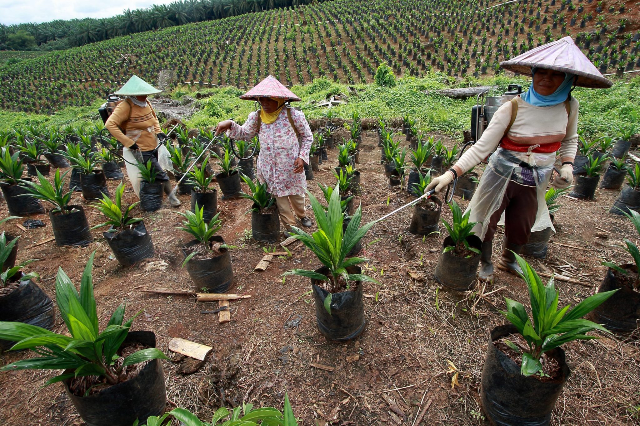 Cara Menanam Sawit untuk Hasil Panen Optimal
